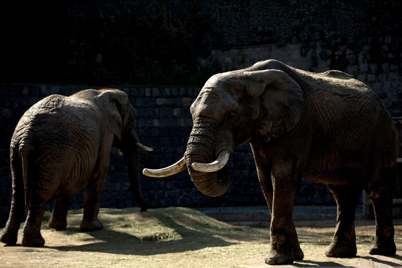 Fotos: Zoológico Nacional de Chile | El Diario Vasco