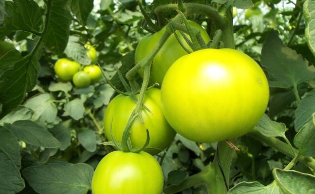 Jitomates, qué son y su diferencia con los tomates | El Diario Vasco