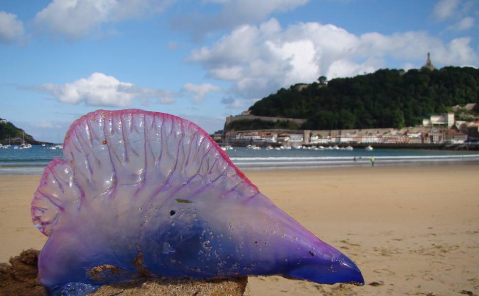 El año que conocimos a la carabela portuguesa | El Diario Vasco